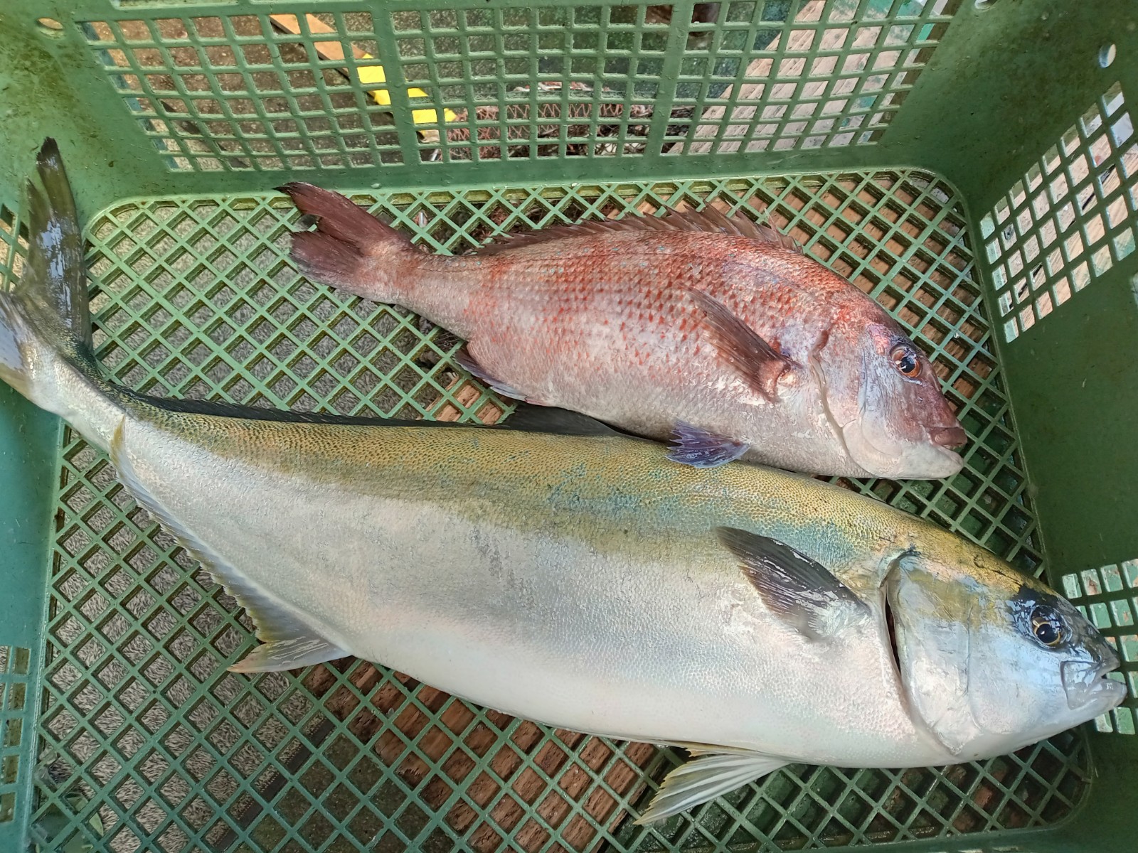 6月17日 | フィッシングランド日向