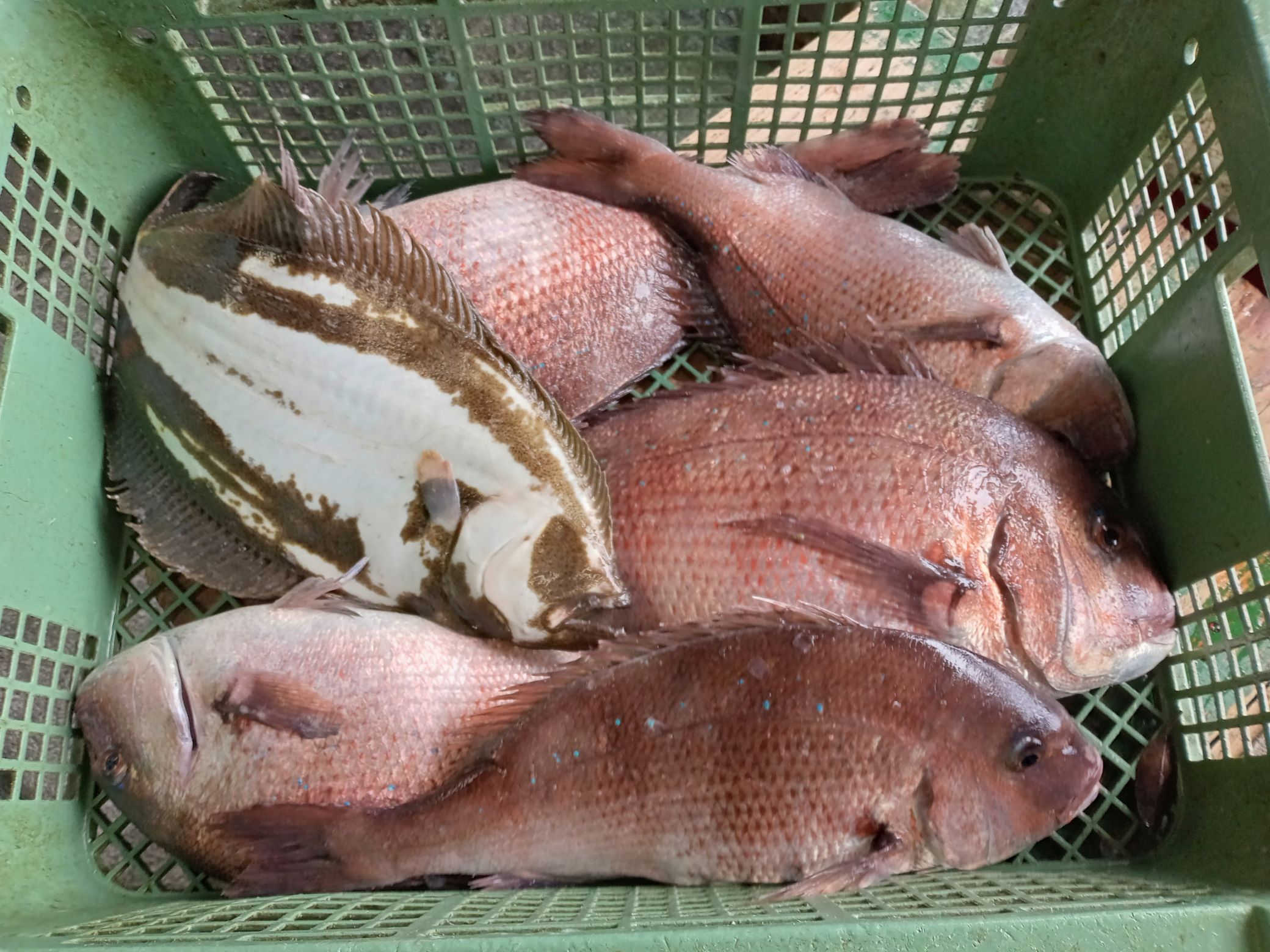 6月24日 | フィッシングランド日向