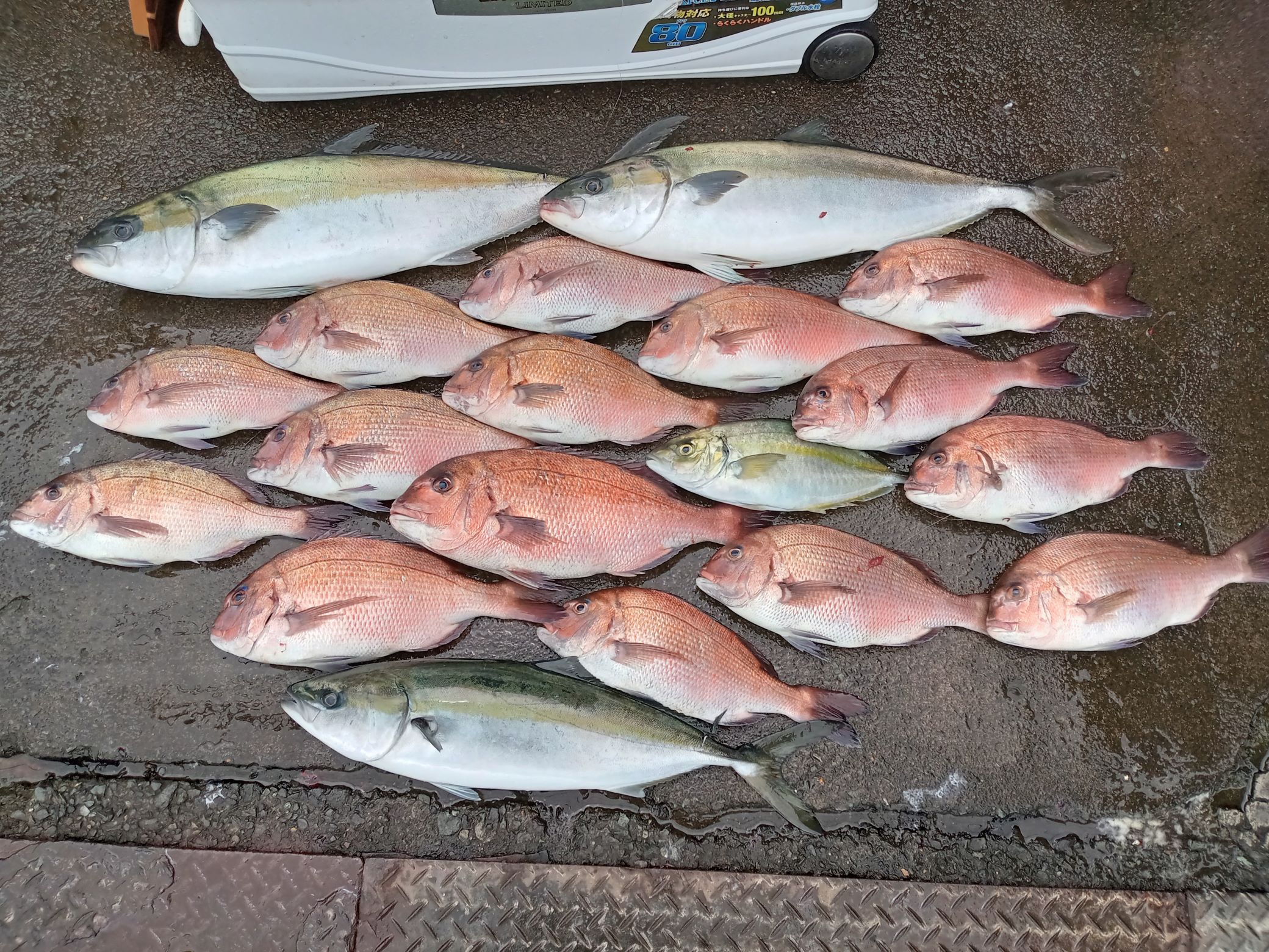 6月26日 | フィッシングランド日向