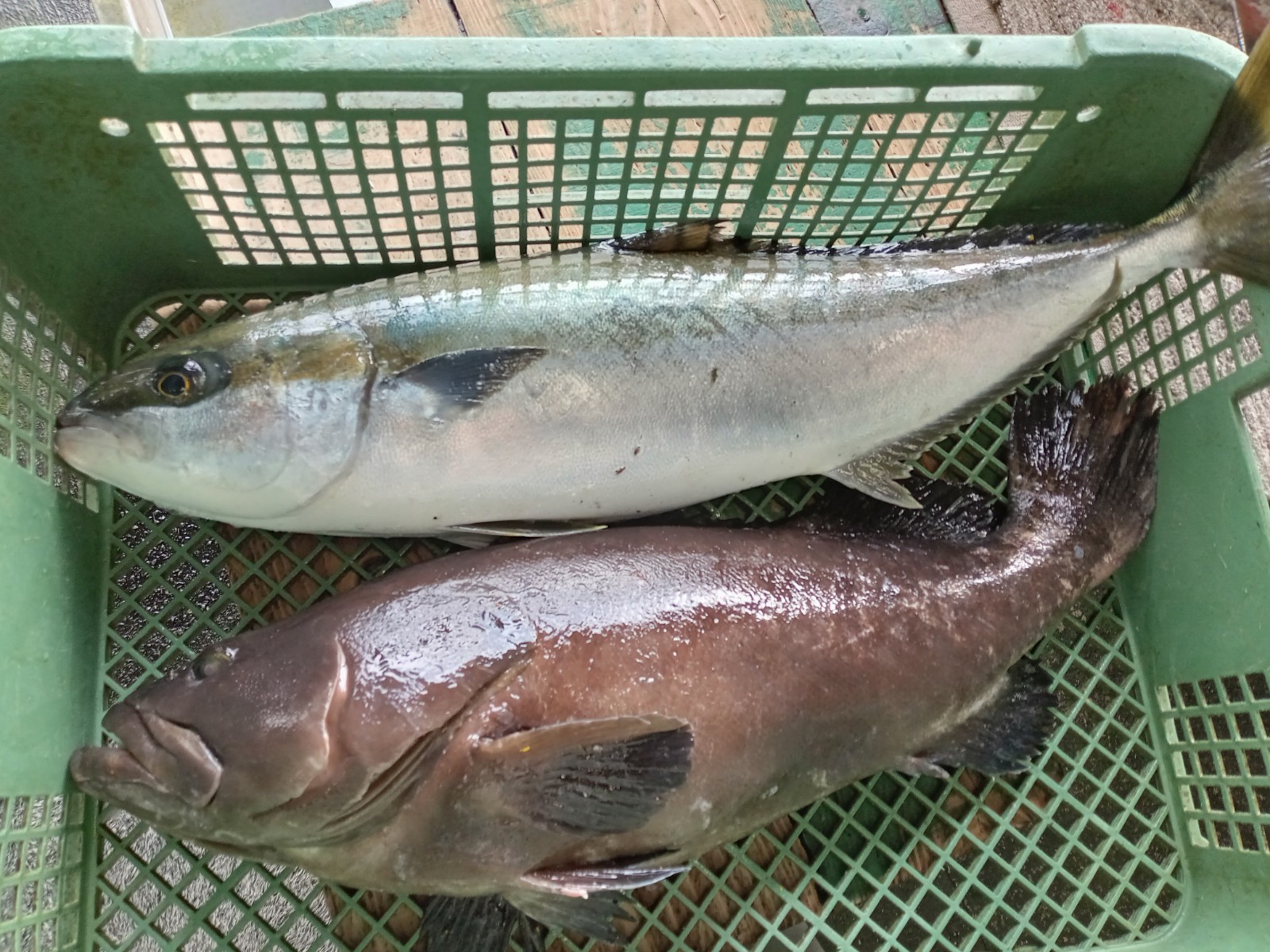 6月28日 | フィッシングランド日向