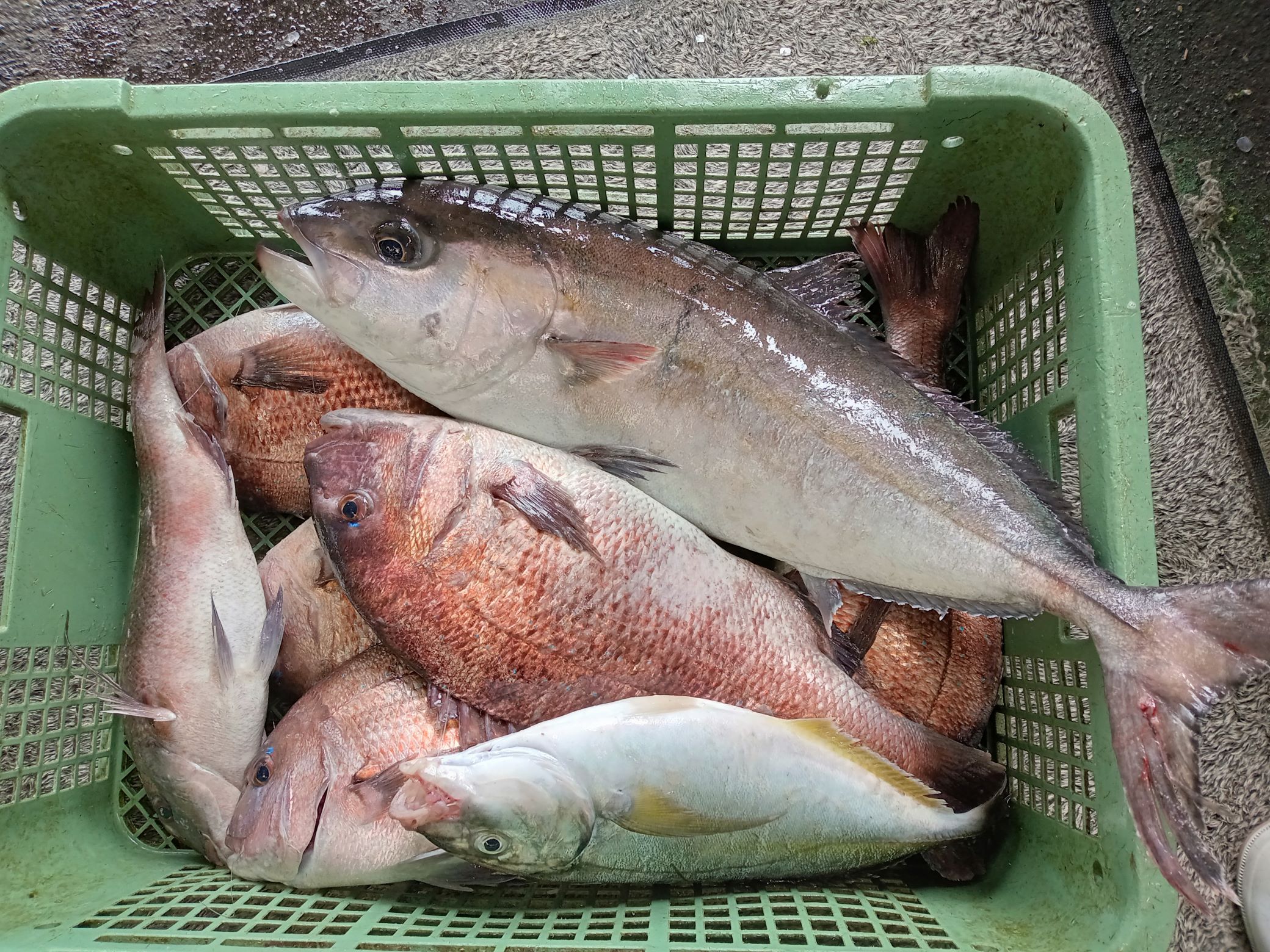 6月30日 | フィッシングランド日向